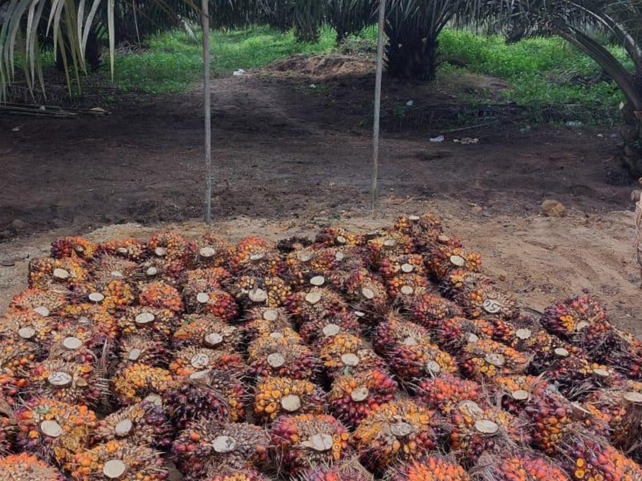 Harga Referensi CPO Juni 2026 Turun Akibat Merosotnya Permintaan India