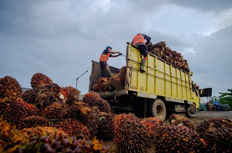 Harga TBS Sawit Pasaman Barat Tembus Rp3.684 per Kilogram, Ini Daftar ...