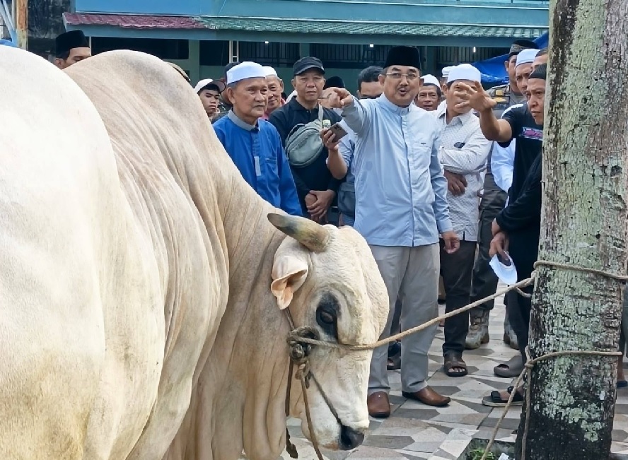 Bupati Anwar Sadat Serahkan Sapi Kurban Bantuan Presiden RI di Masjid ...