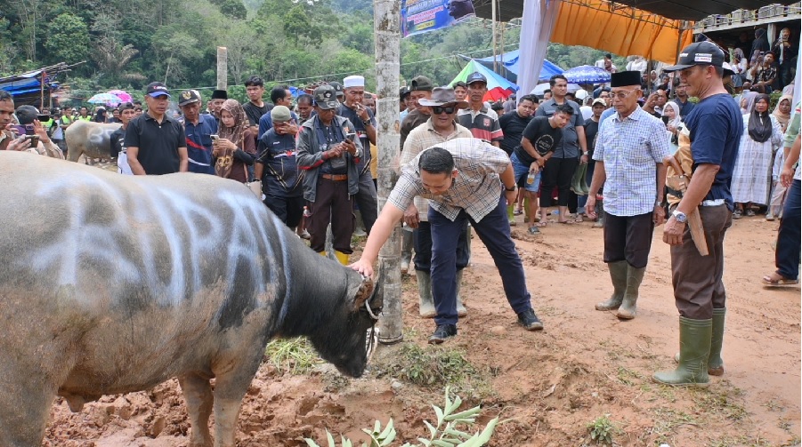 Mantai Kerbau Basamo Datuk Ba Empek Menti Nan Batigo, Bupati M. Syukur ...